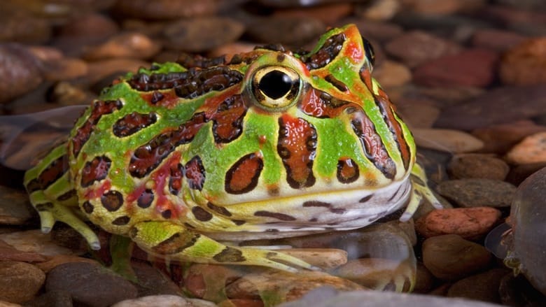 ESTP - my personality profile - Unifrog